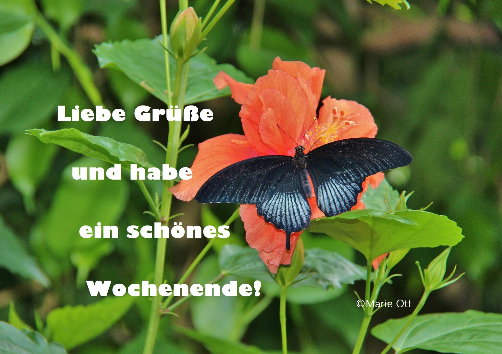 Liebe Grüße und ein schönes Wochenende!