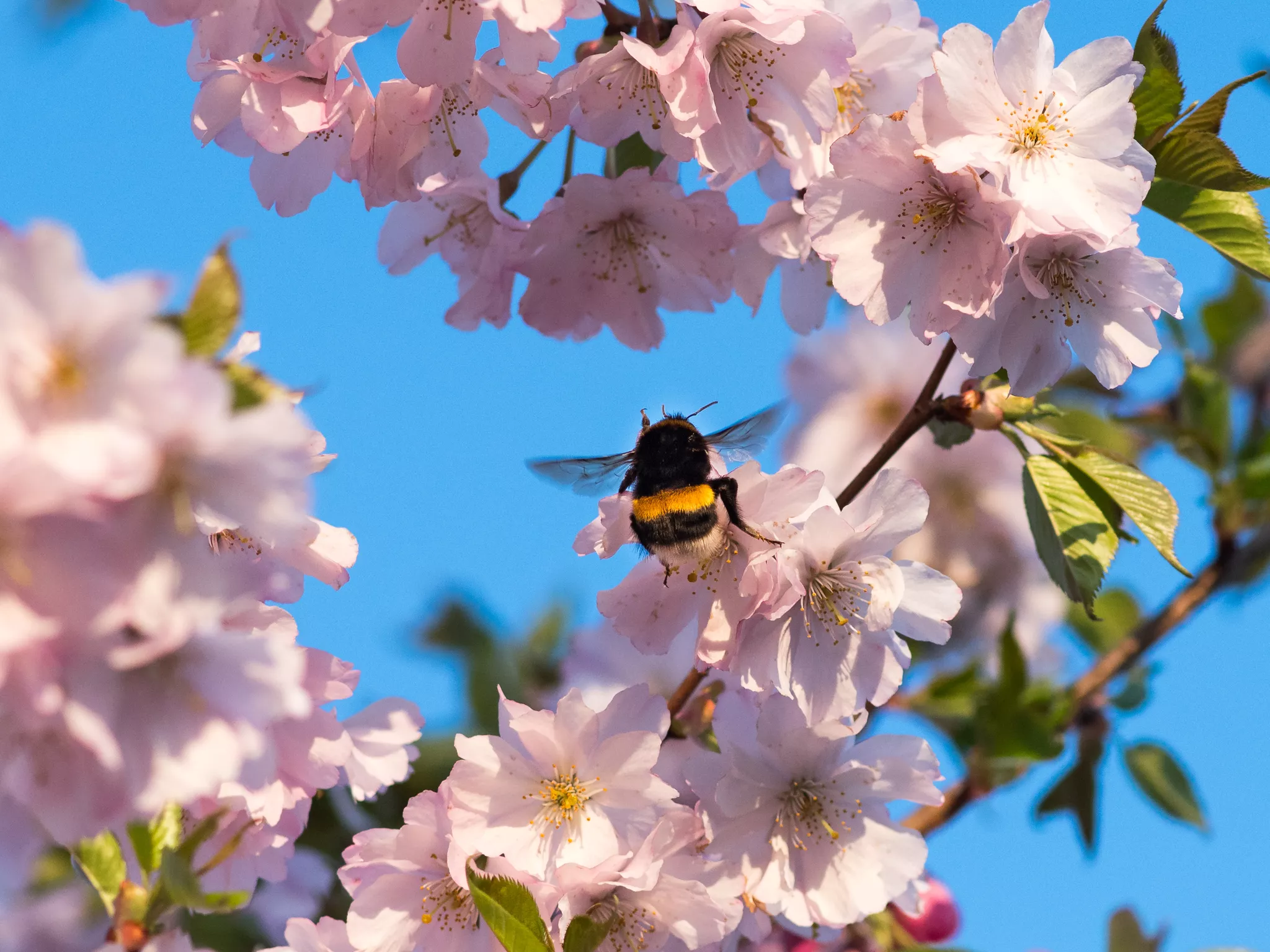Fleissige Hummel