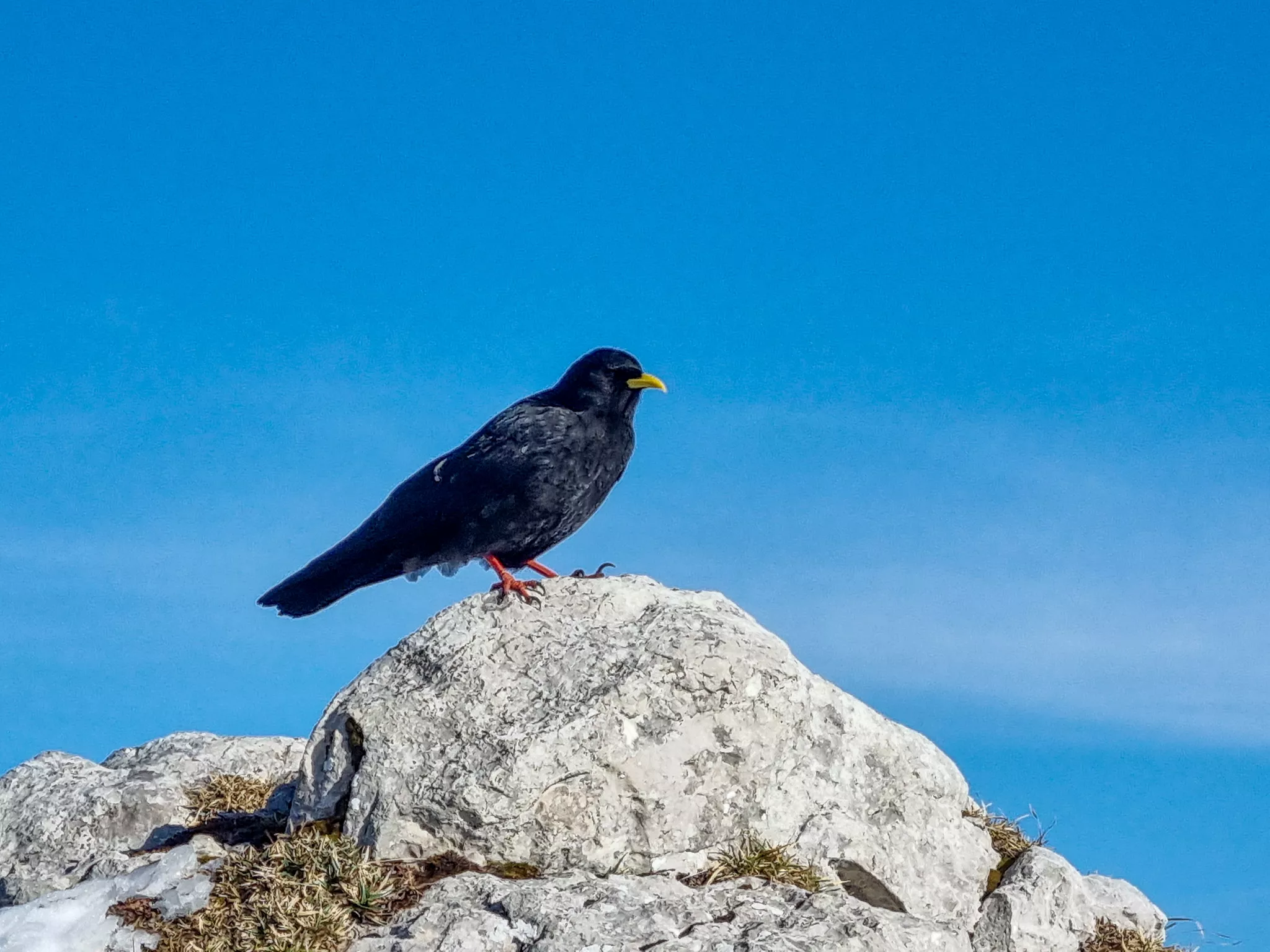 Bergdohle am Gipfelplateau Großer Ötscher
