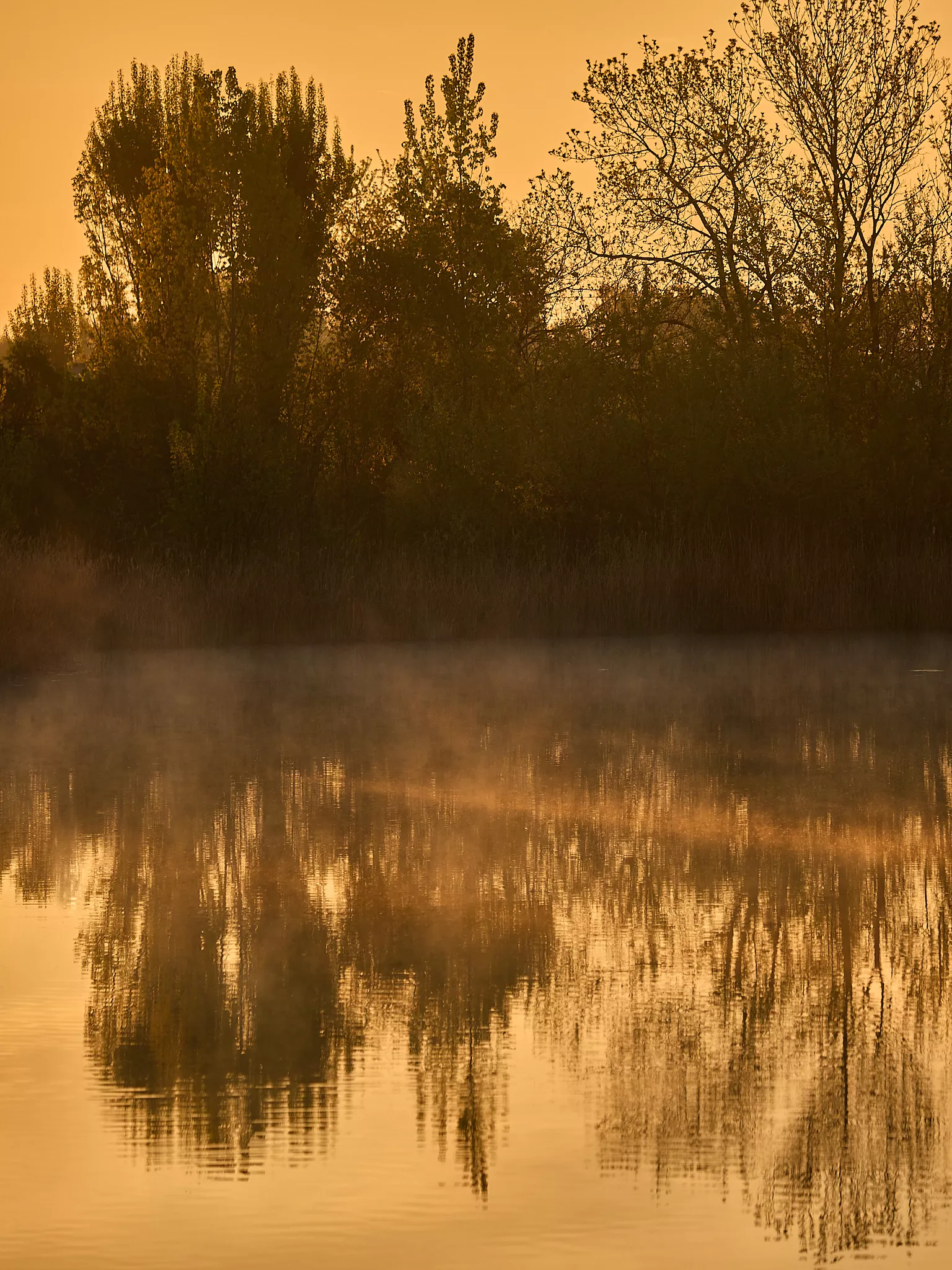 Windstill und Dunst über dem Teich