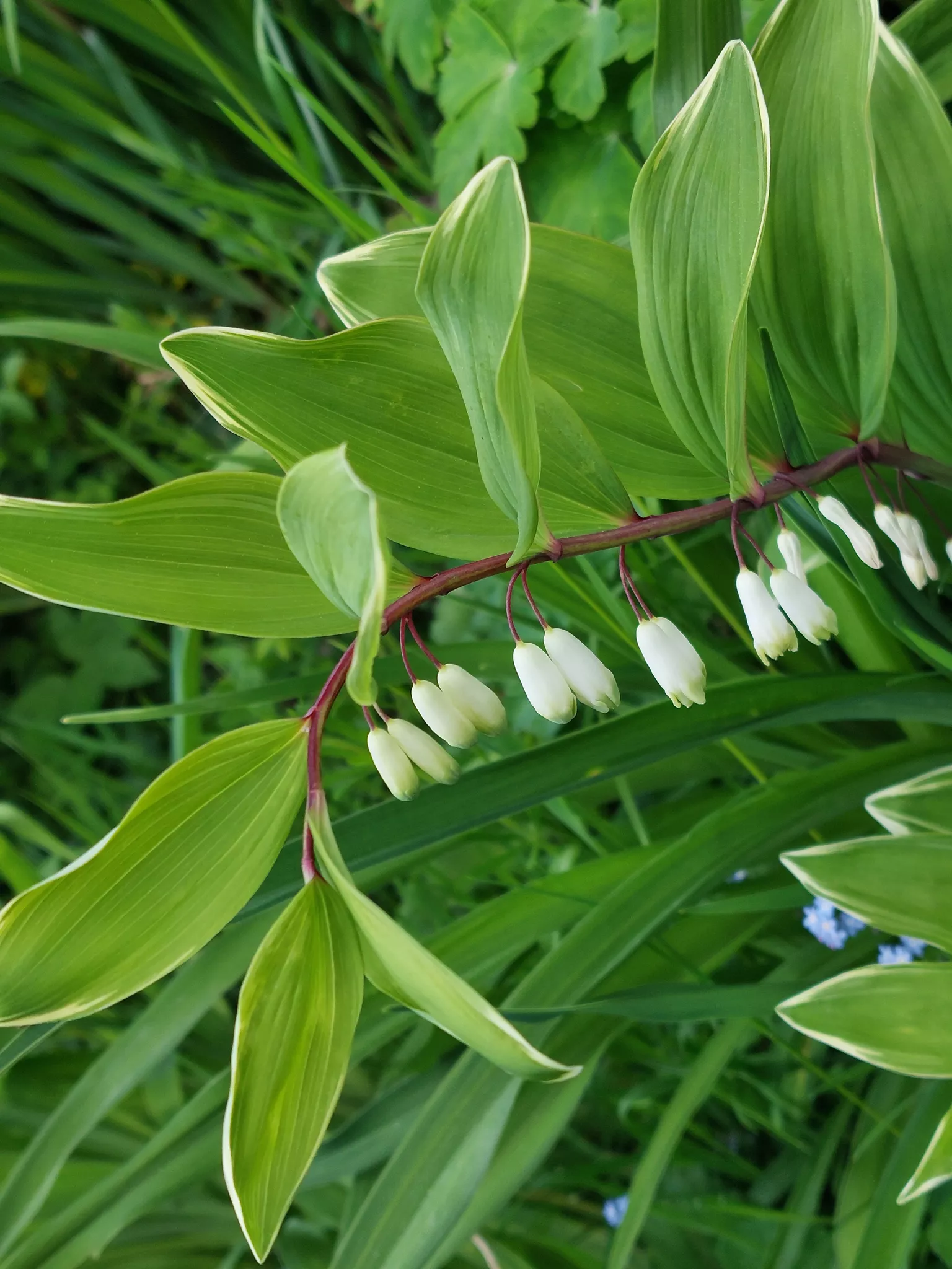 Das Echte Salomonssiegel