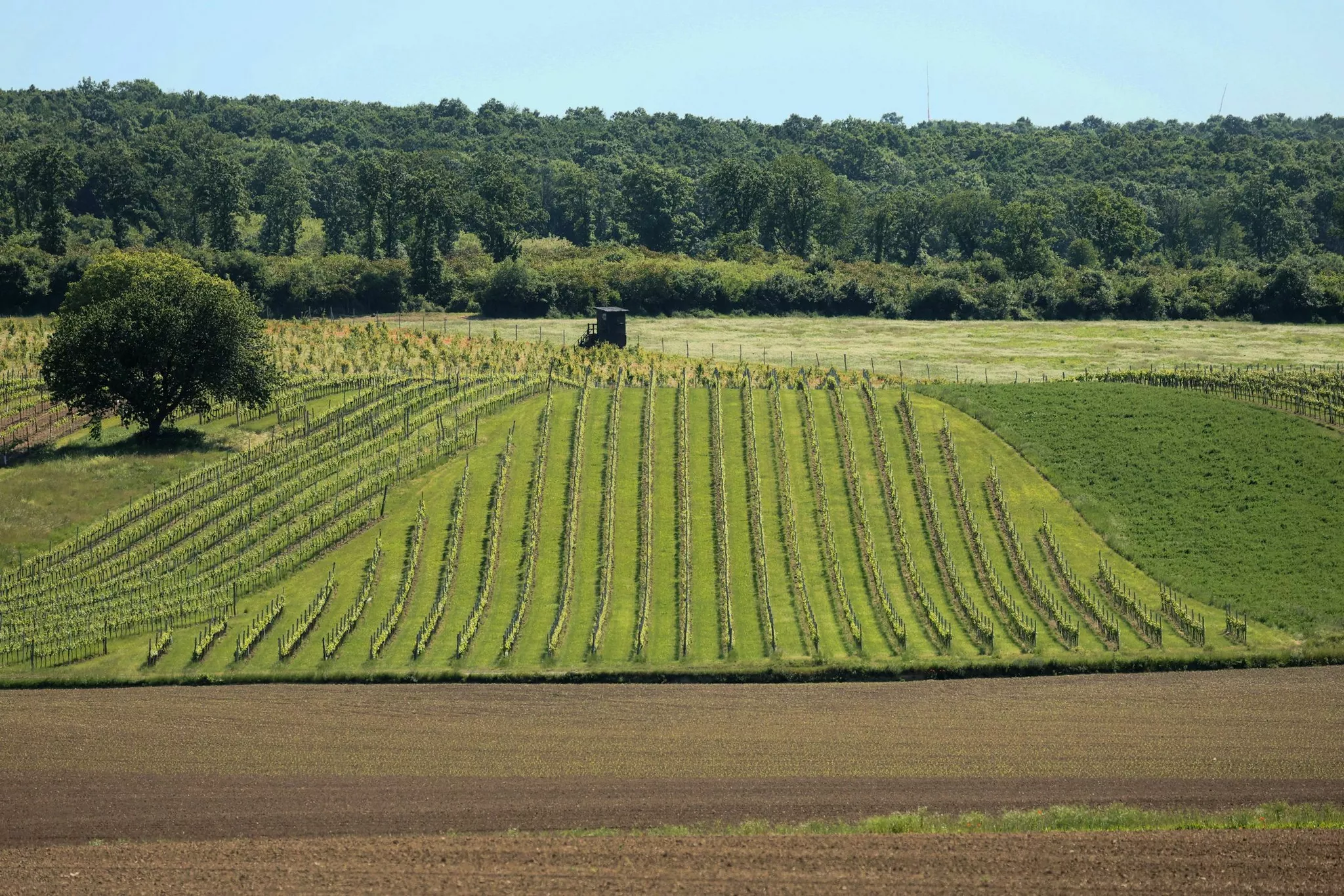 Weingarten