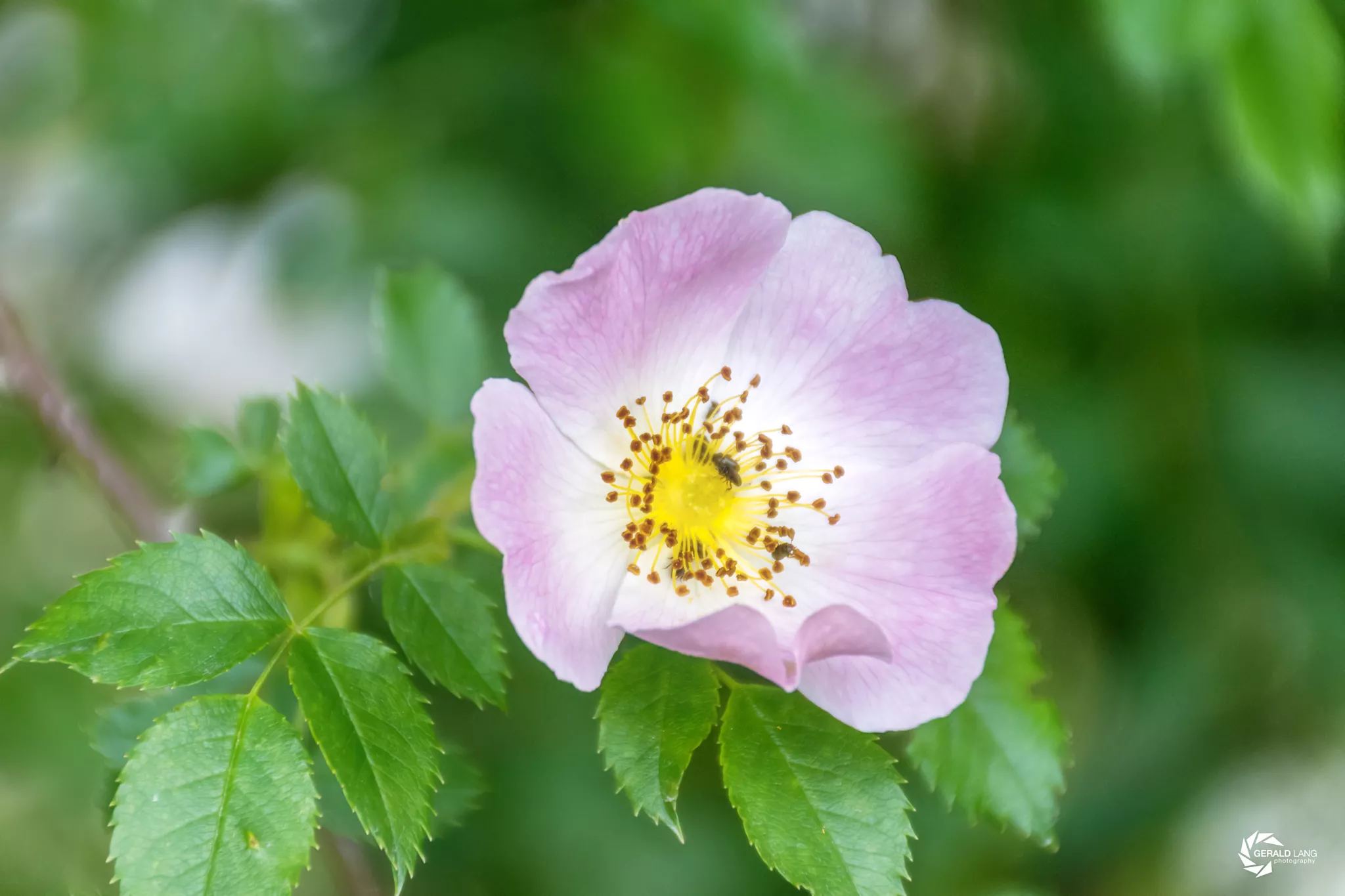 15. Juni ist Tag der Naturfotografie