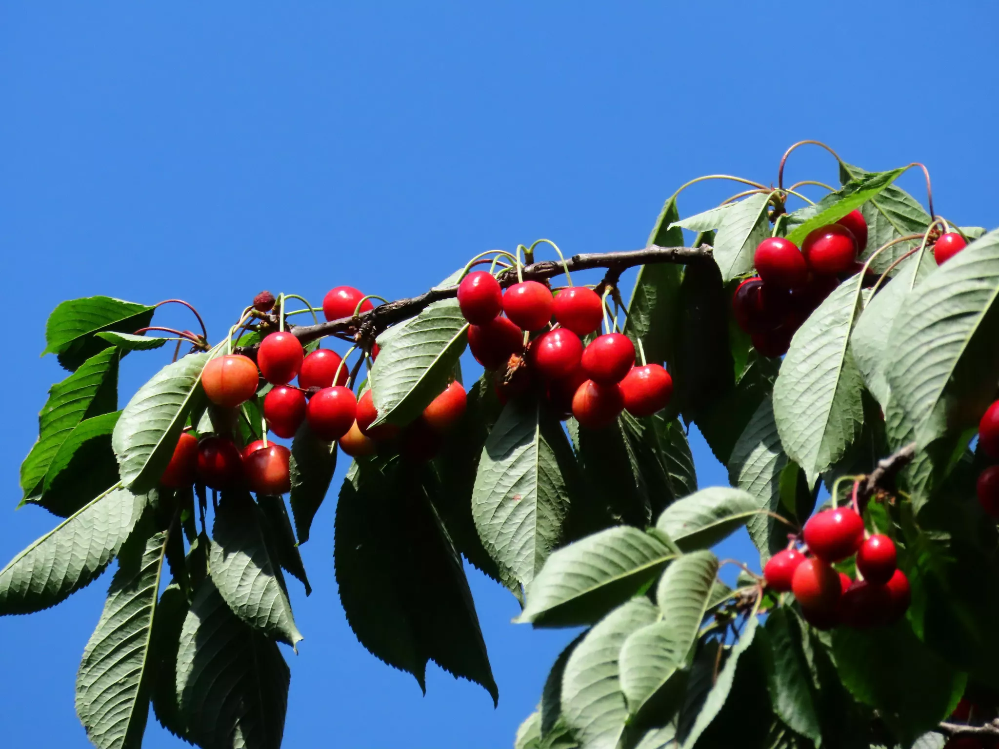 SCHÖN ABER UNERREICHBAR, sind die Kirschen Hoch Oben im Pettenbacher ...