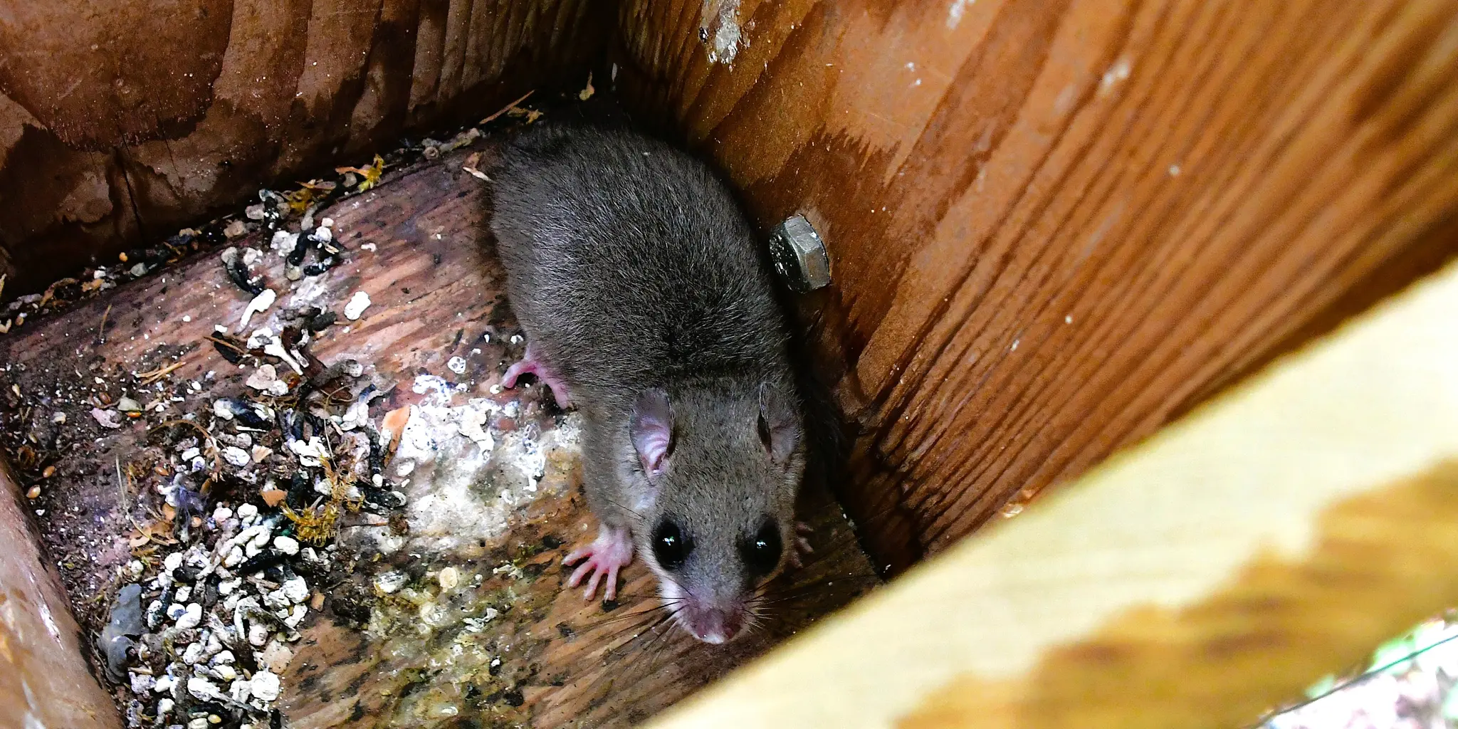 Siebenschlfer Im Haus