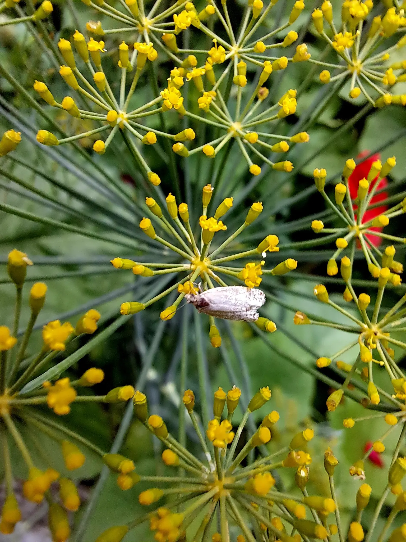 Kleiner Winzling am Dill