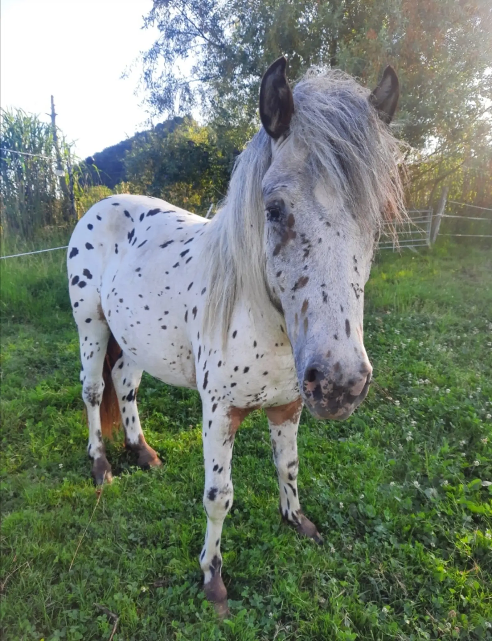 Tiger-Pony Moritz - Wels