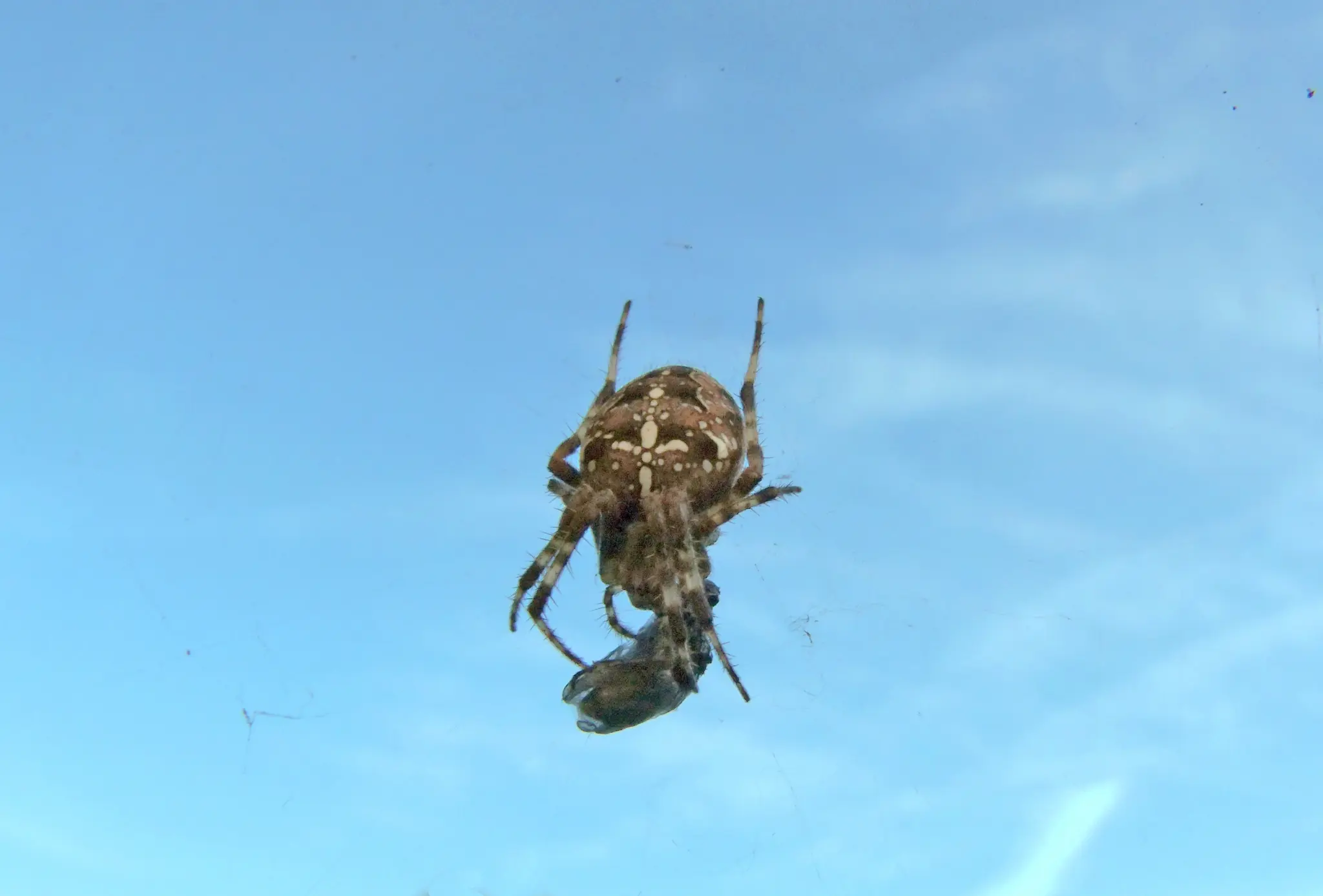 Auf dich hab ich gewartet