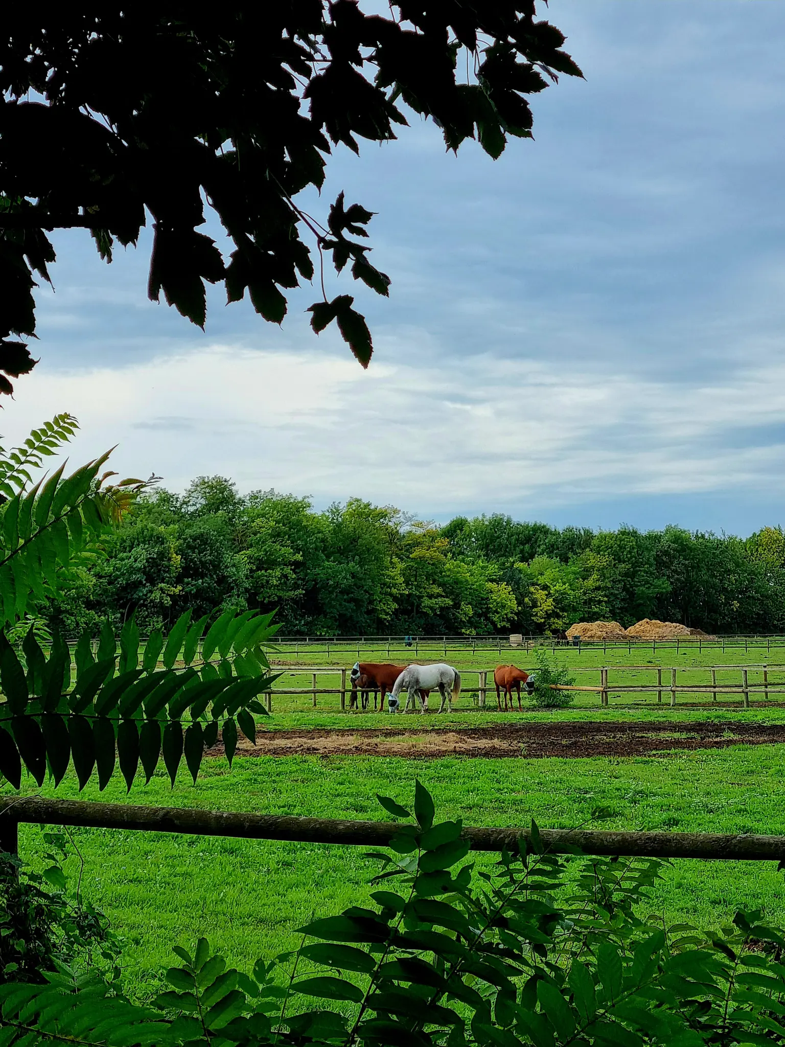 Das Glück dieser Erde liegt auf dem Rücken der Pferde