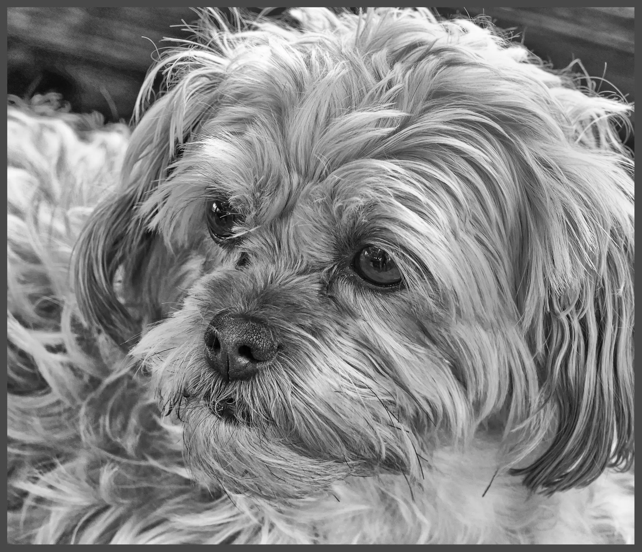 Welthundetag 2025 -- Freitag, 10. Oktober