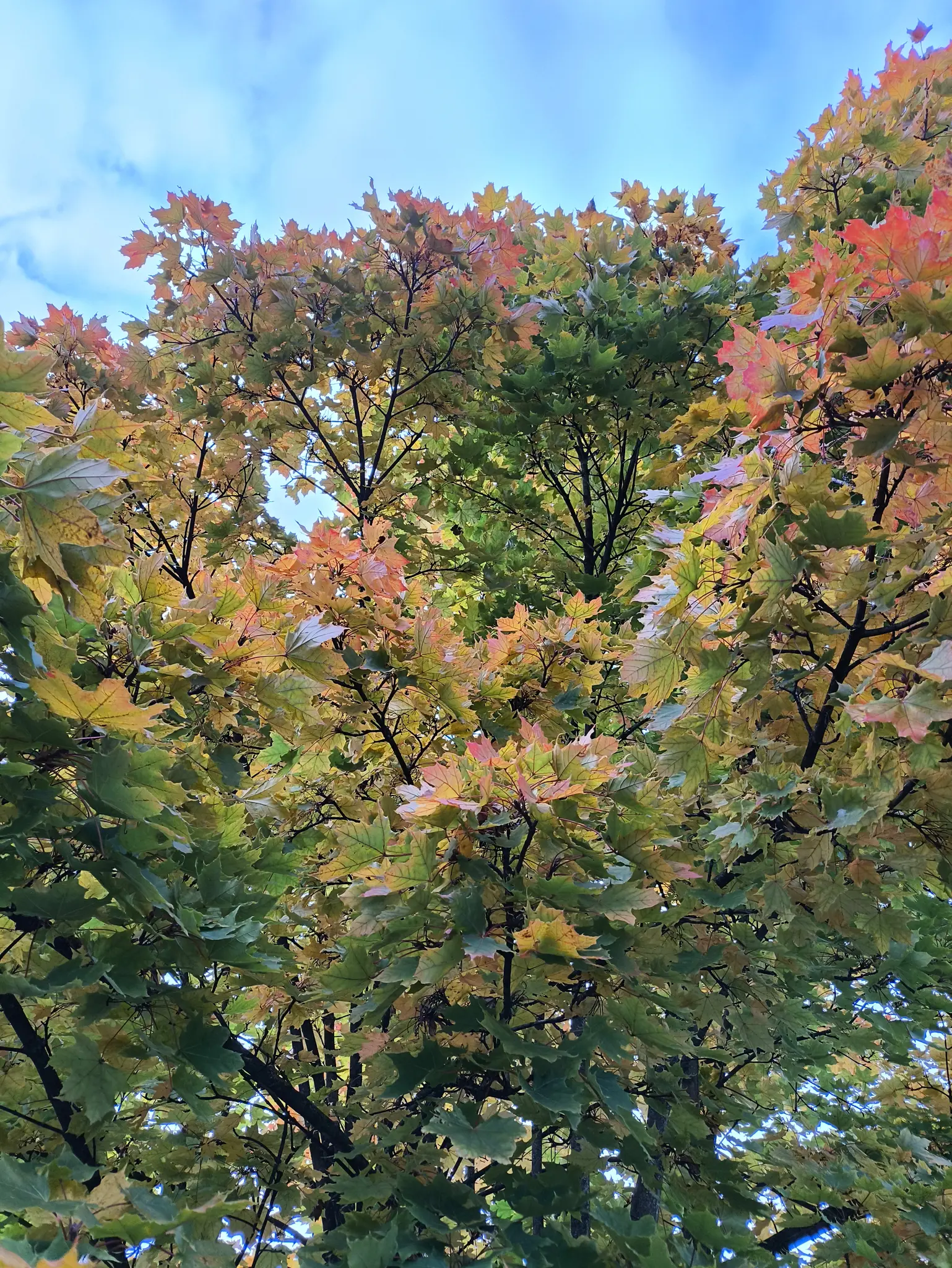 Der Ahornbaum zeigt sein schönes Herbstkleid 🍂