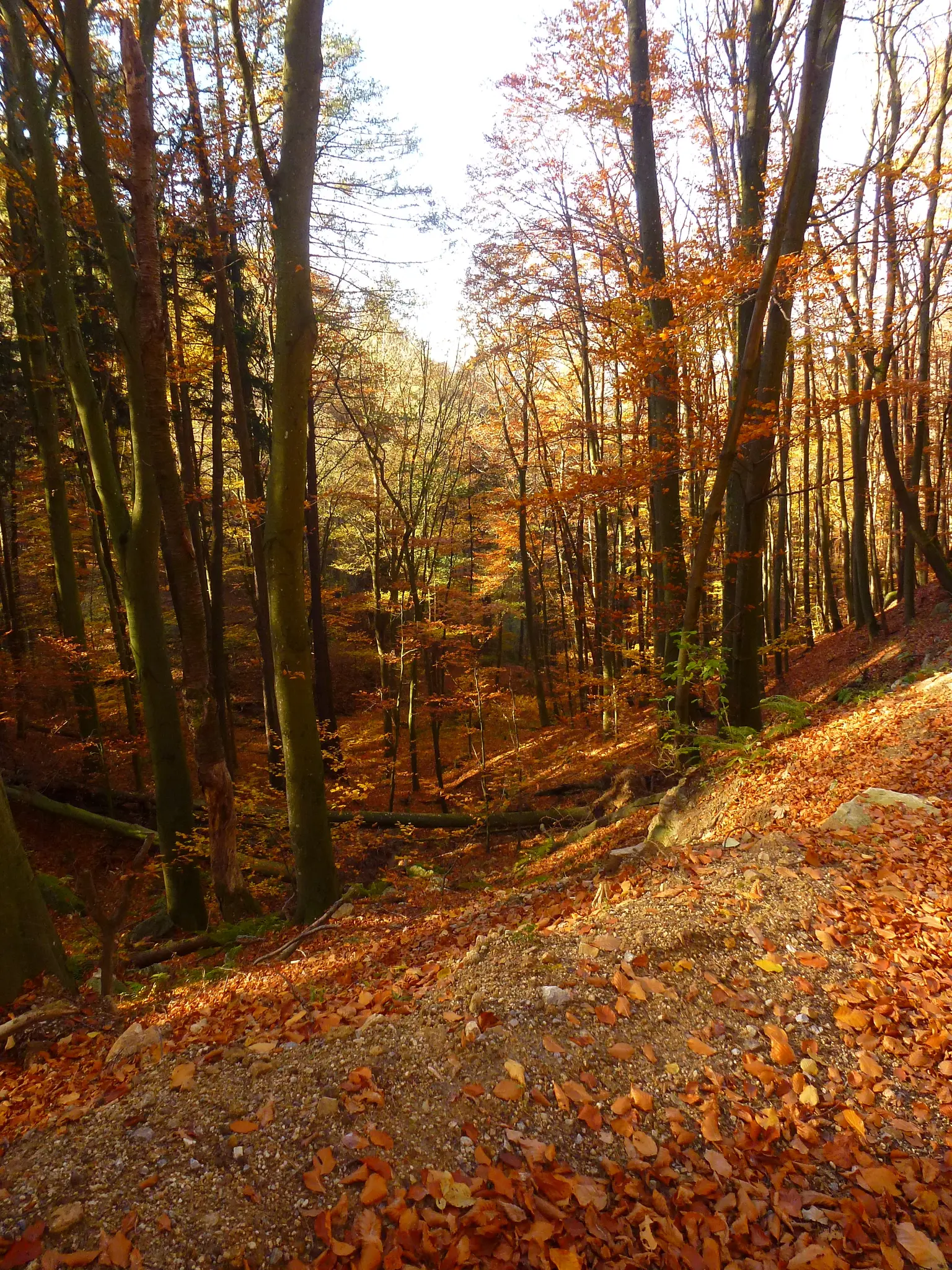 Herrlich der Herbst ....