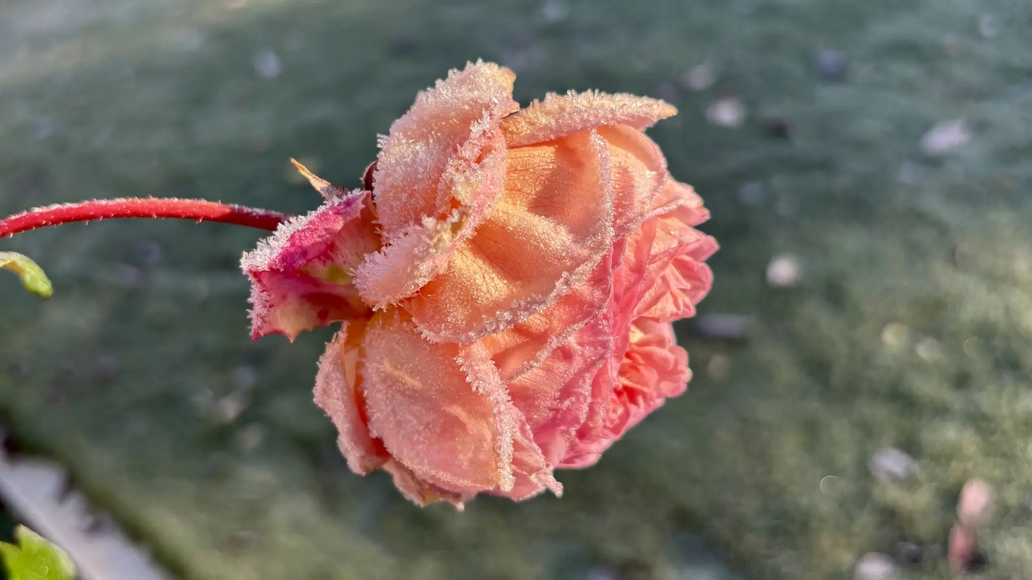 Meine neue Sorte: "Frostrose"