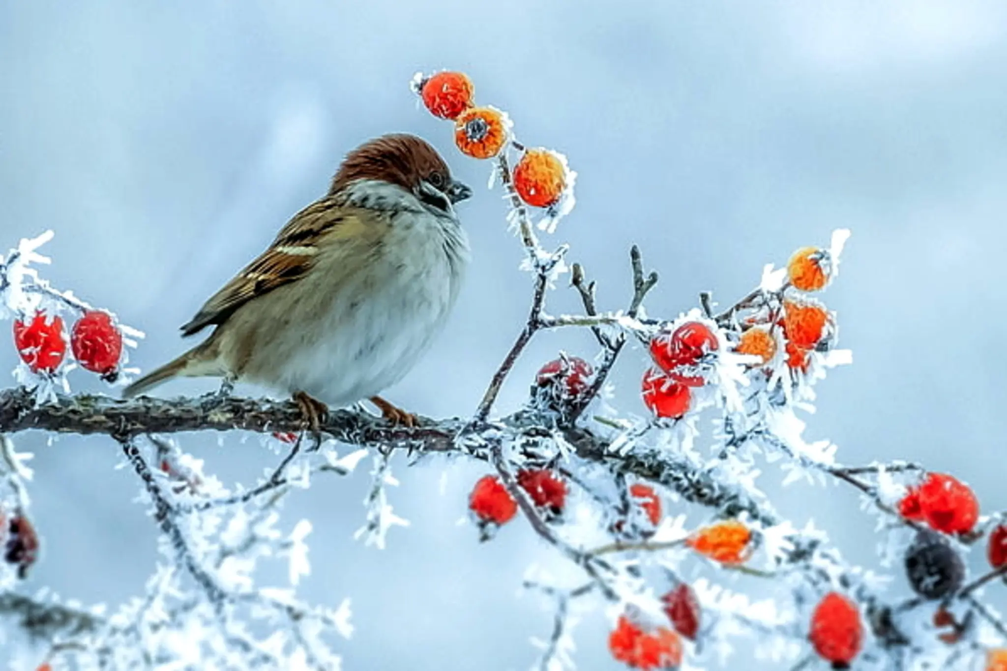 Ein Spatz sieht Rot!