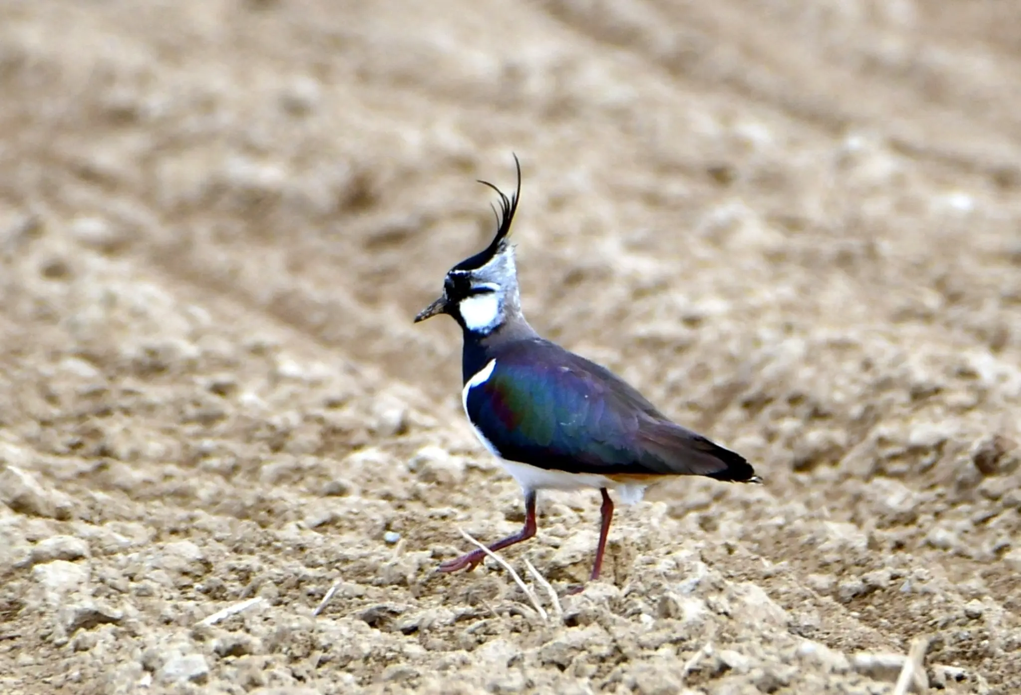 bedrohte Vogelart der Kiebitz...