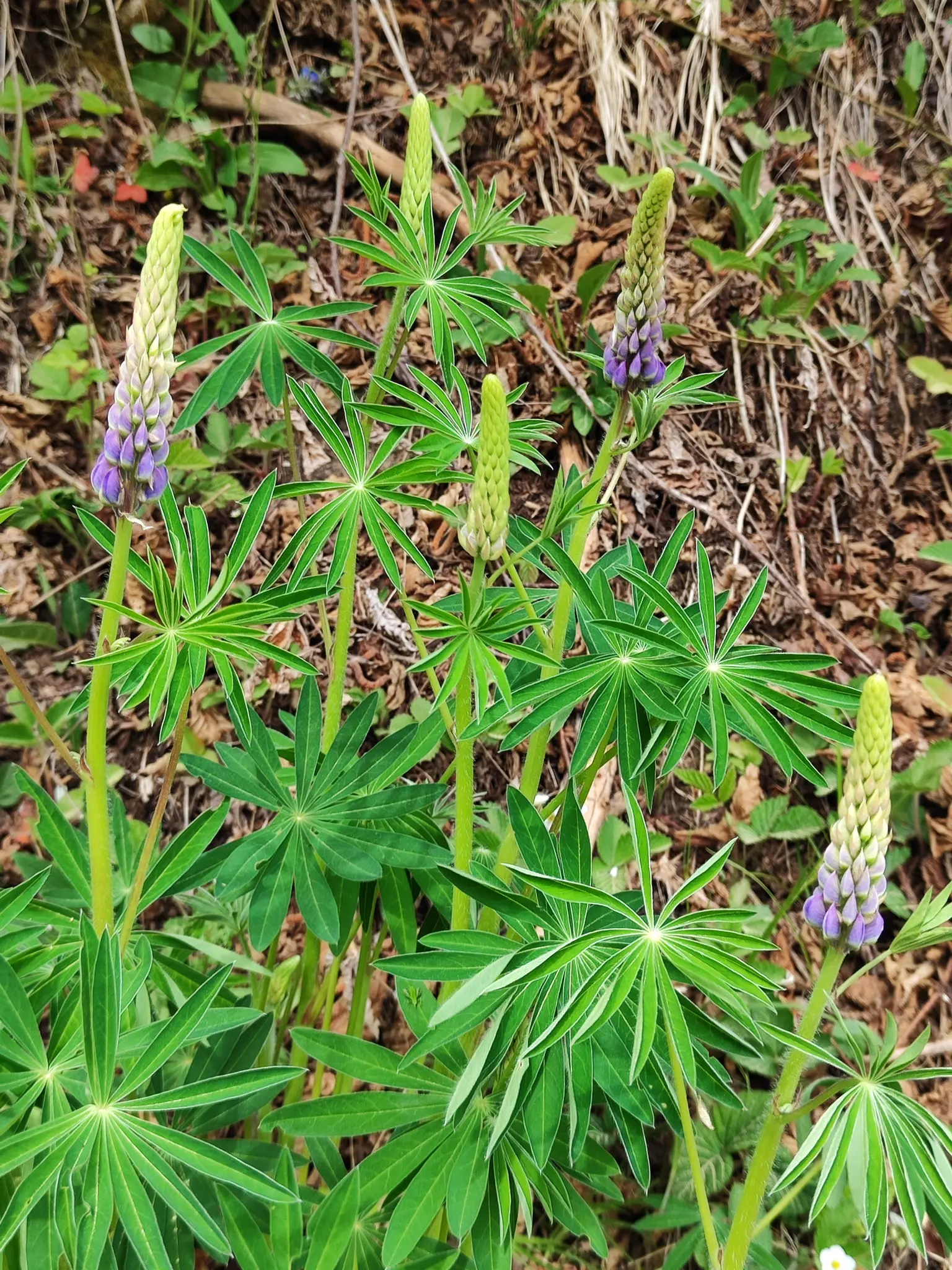 Die Lupinen am Waldweg zeigen ihre Blüten...