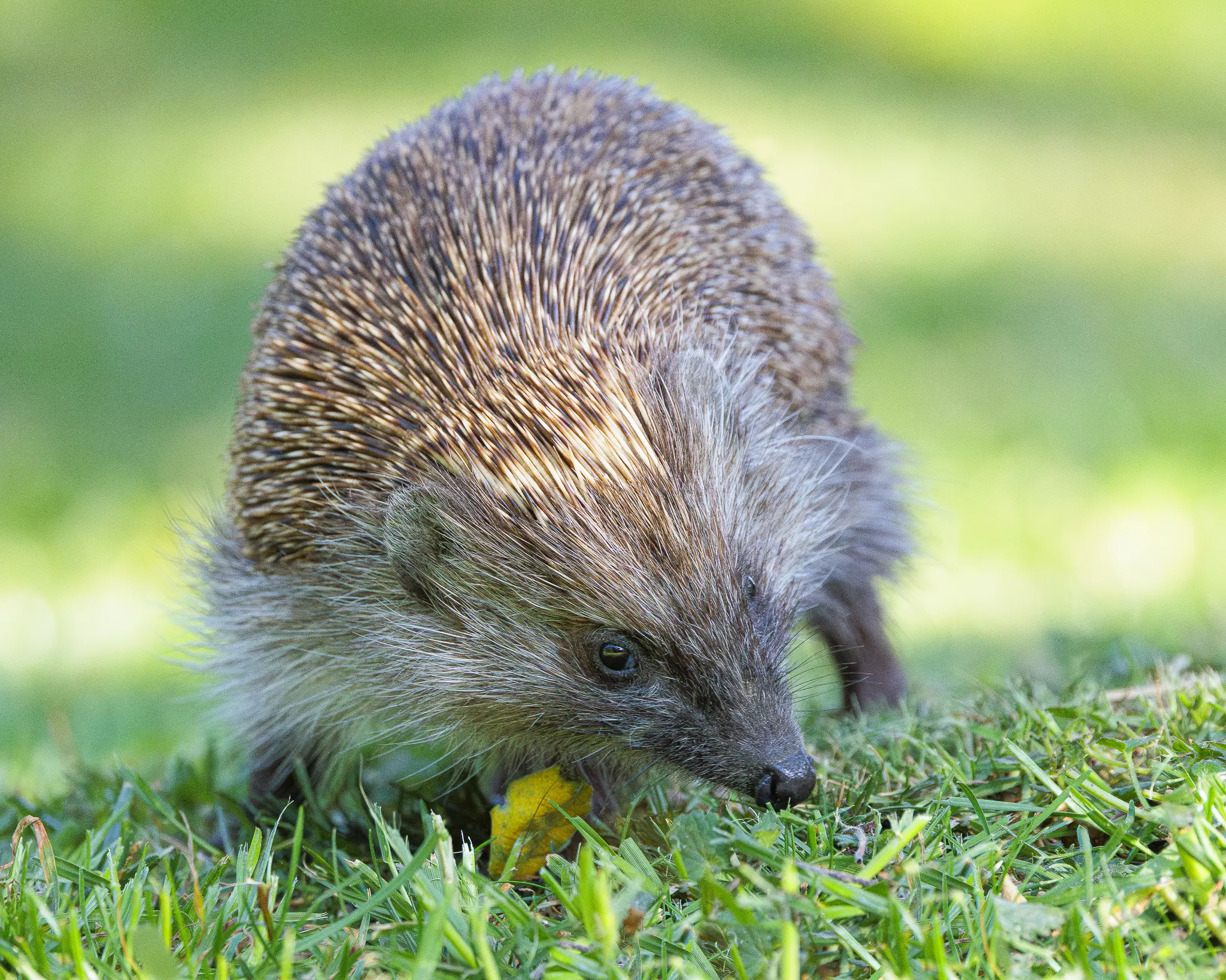 Seitdem die Igel im Garten wohnen sind die Nacktschnecken Geschichte ...