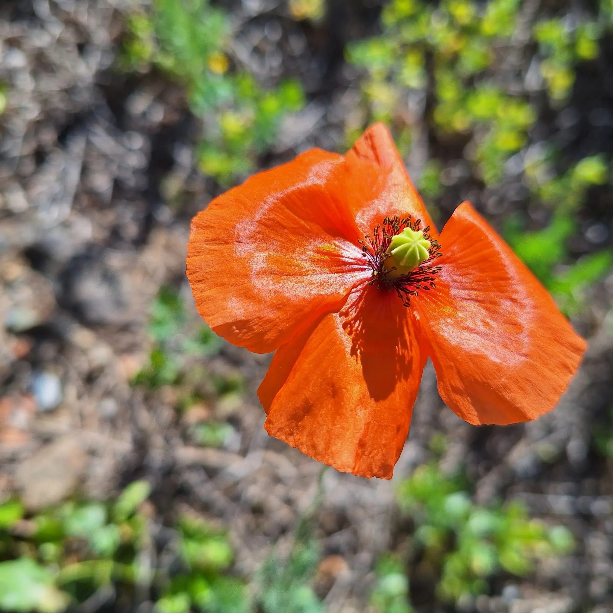 Mohnblume zart und fein!