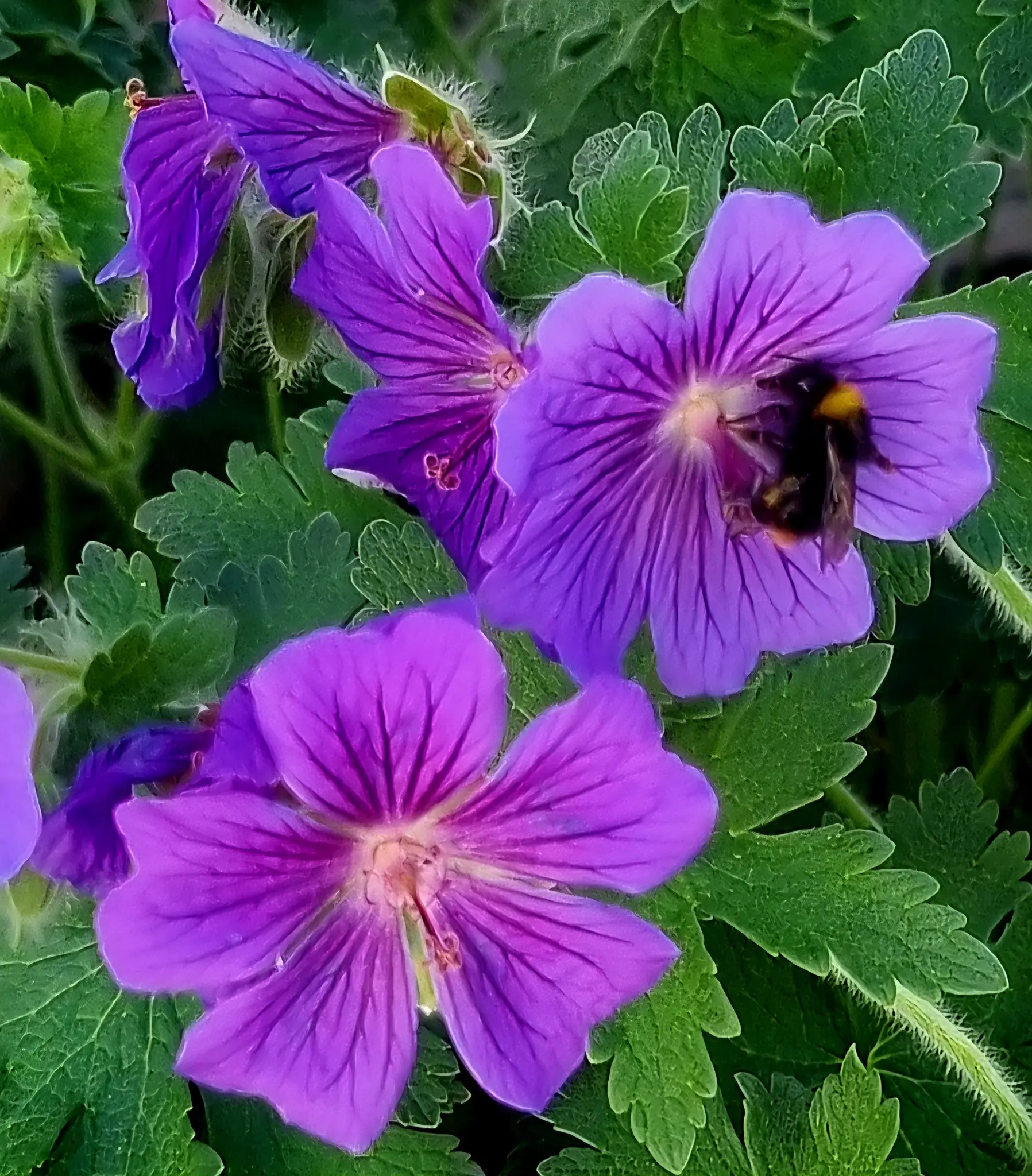 Storchenschnabel mit Biene!