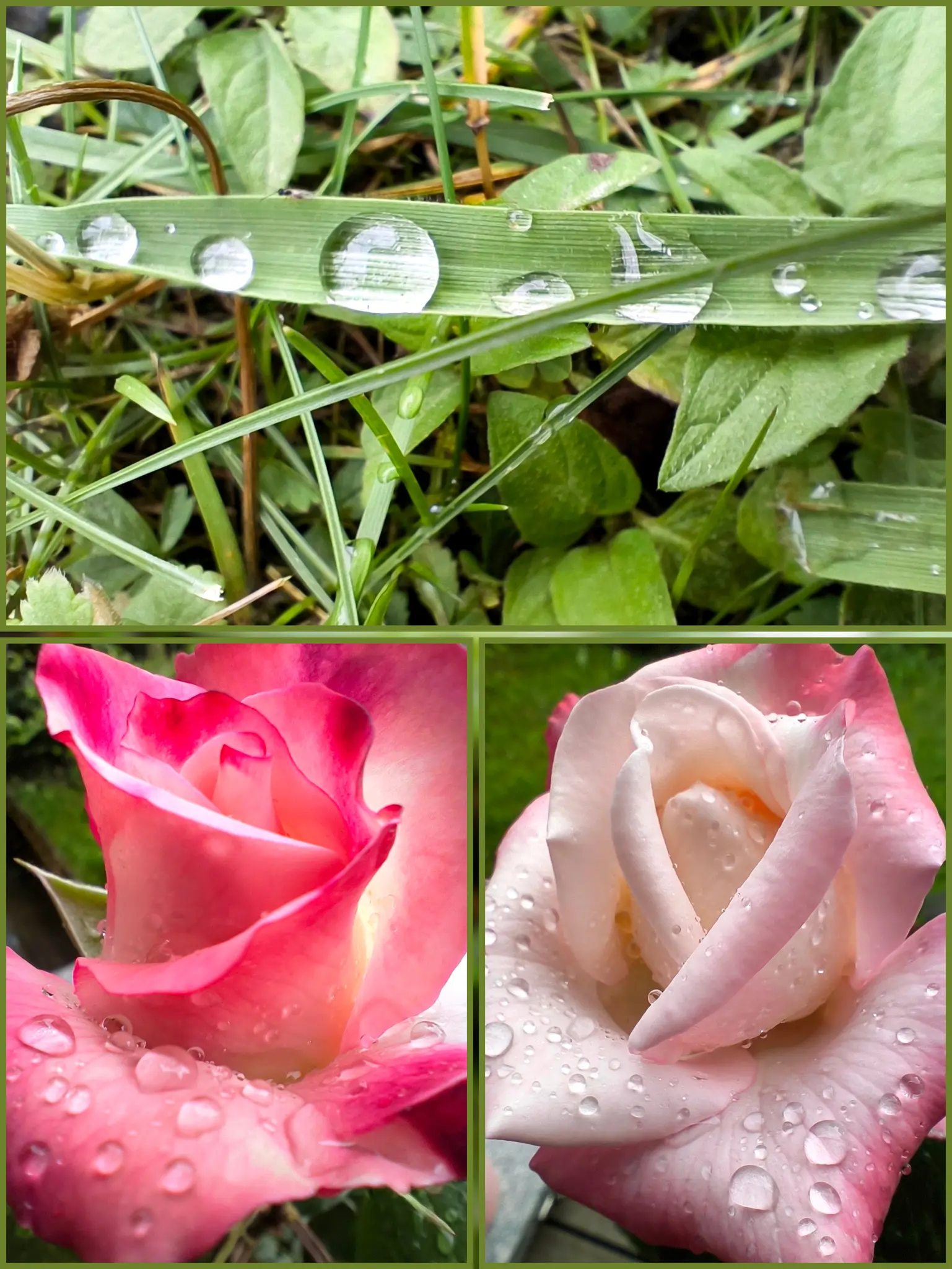 Der Regen zaubert immer wieder schöne Motive