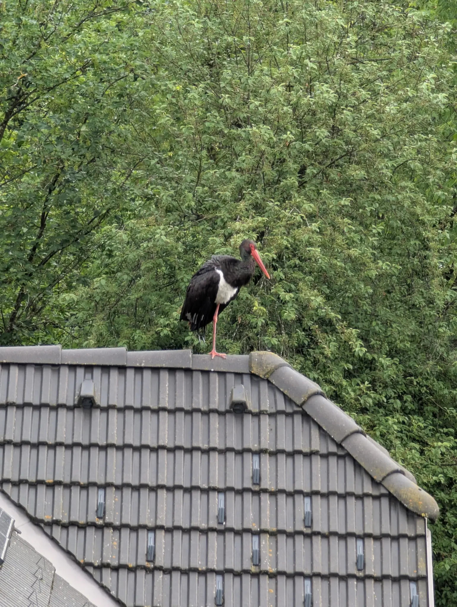 Schwarzstorch am Dach des Nachbarn