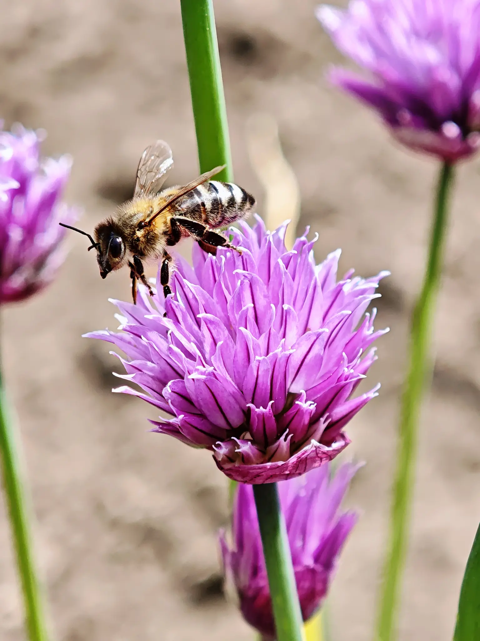 Biene auf Schnittlauchblume
