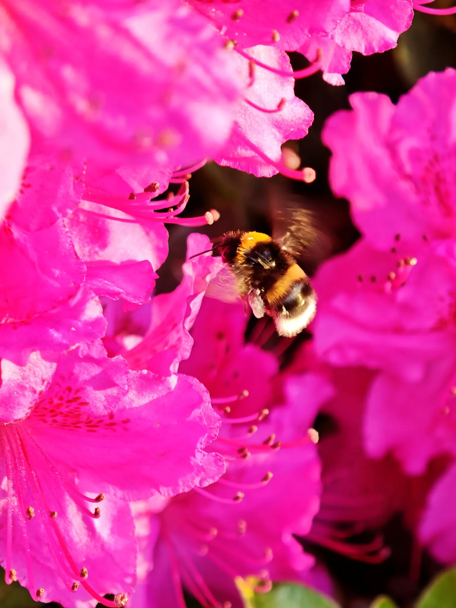 Hummel beim Nektarsammeln