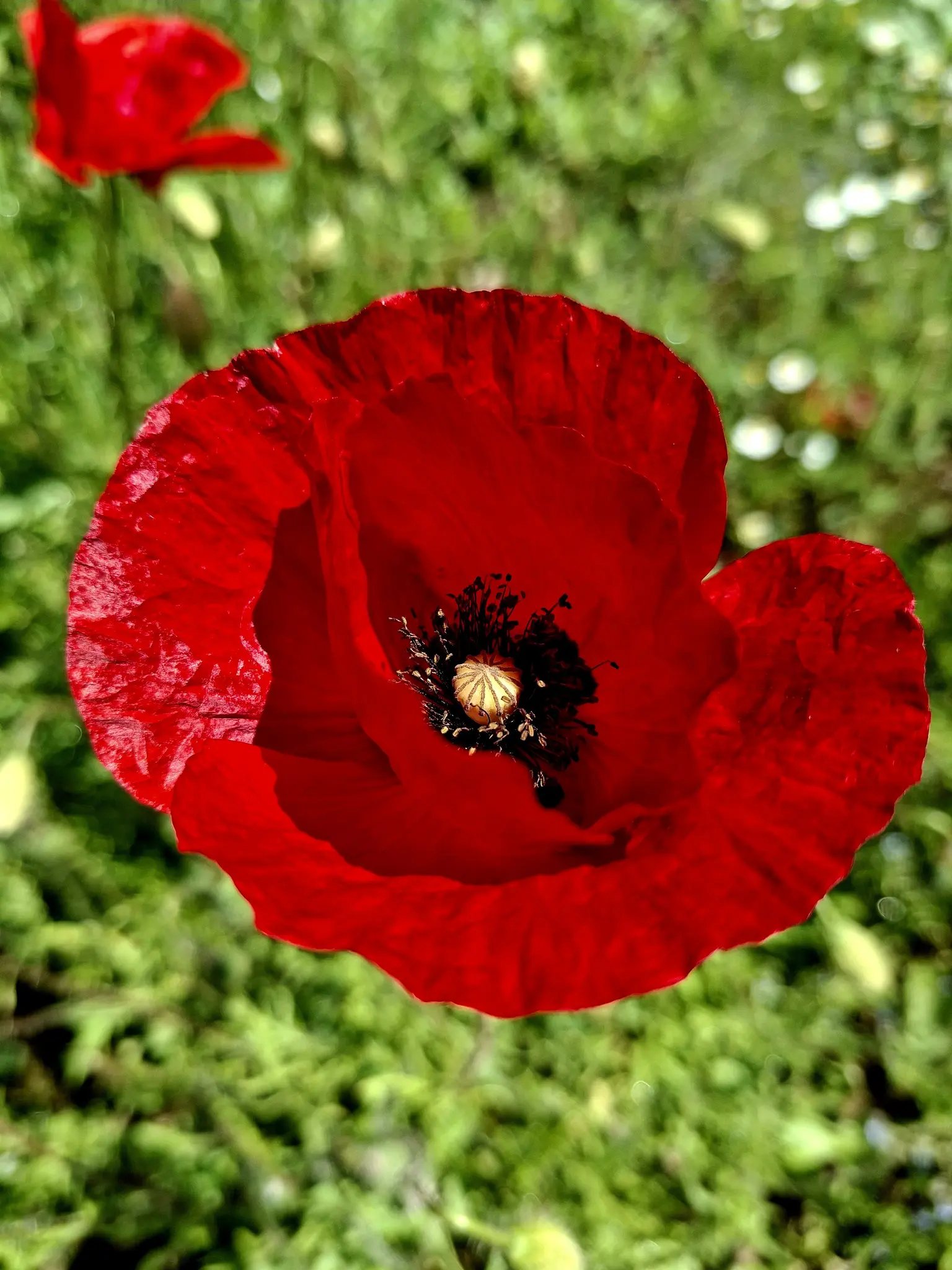 Mohn