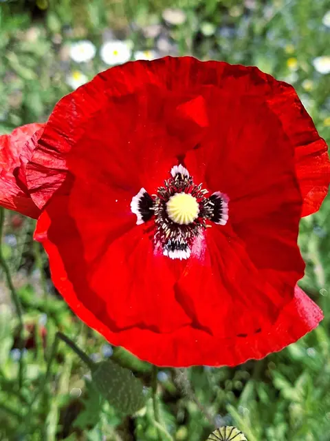 Mohn