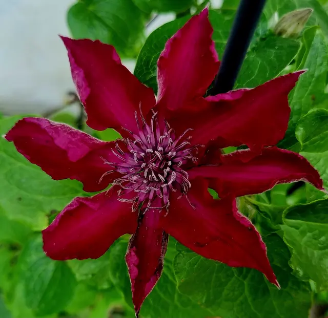 Clematis (Waldrebe)