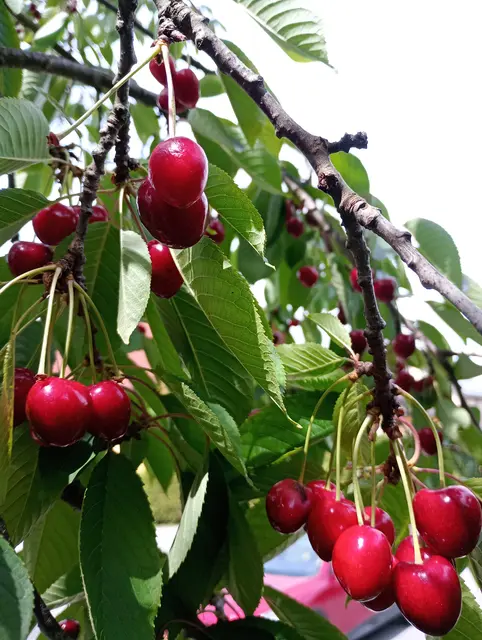 Süße Herzkirschen (Prunus avium subsp. juliana) in Überzahl laden in ...