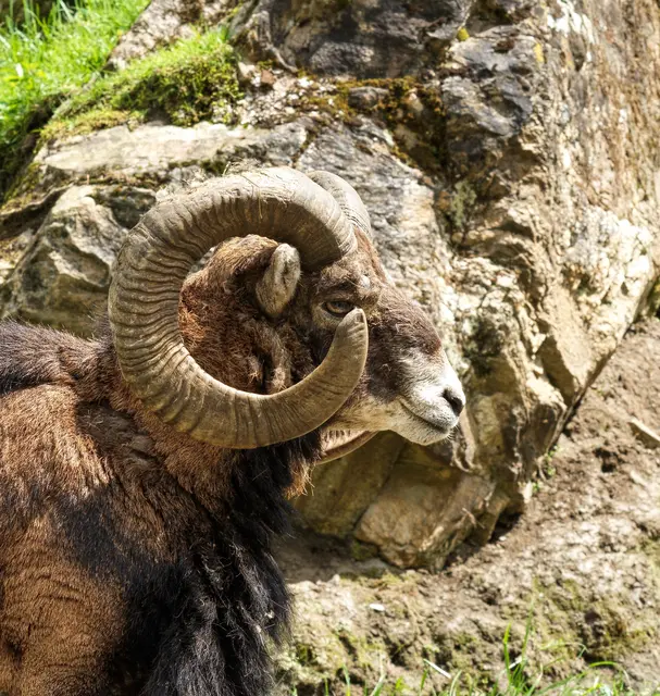 Besuch im Wildpark Ferleiten