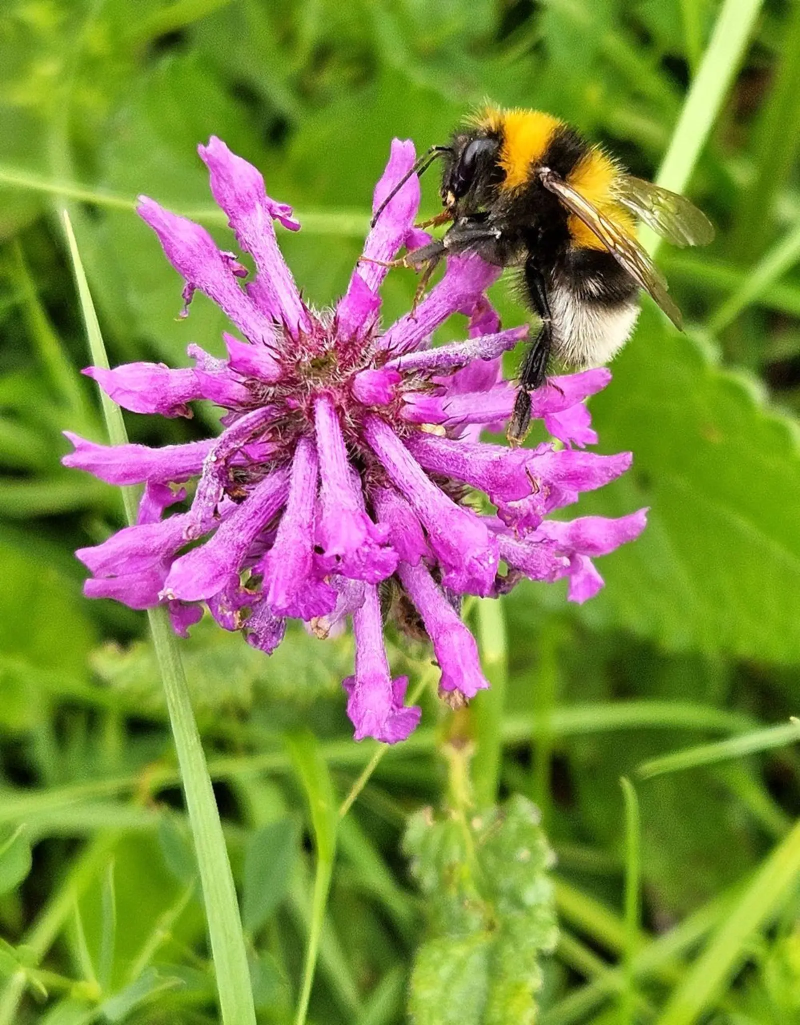 Hummel auf Heilziest
