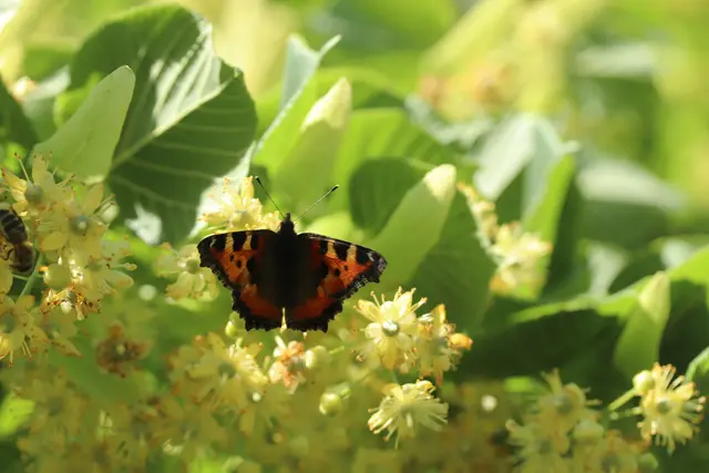 Das 🐝SUMMEN 🦋bei den LINDENBLÜTEN.....
