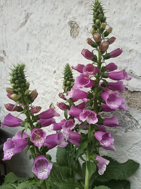 Digitalis purpurea