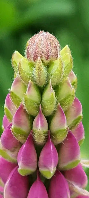 Lupine
