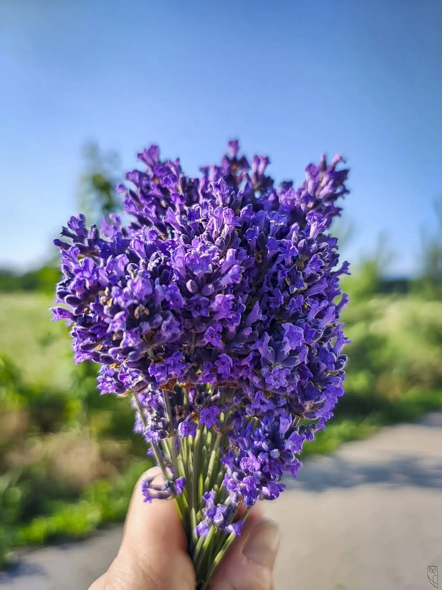 Der Duft von Lavendel liegt in der Luft.