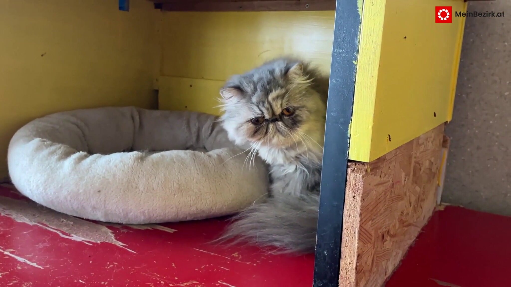 Ternitzer Tierheim-Tiere im Video: Nino und Leah suchen ein Zuhause ...