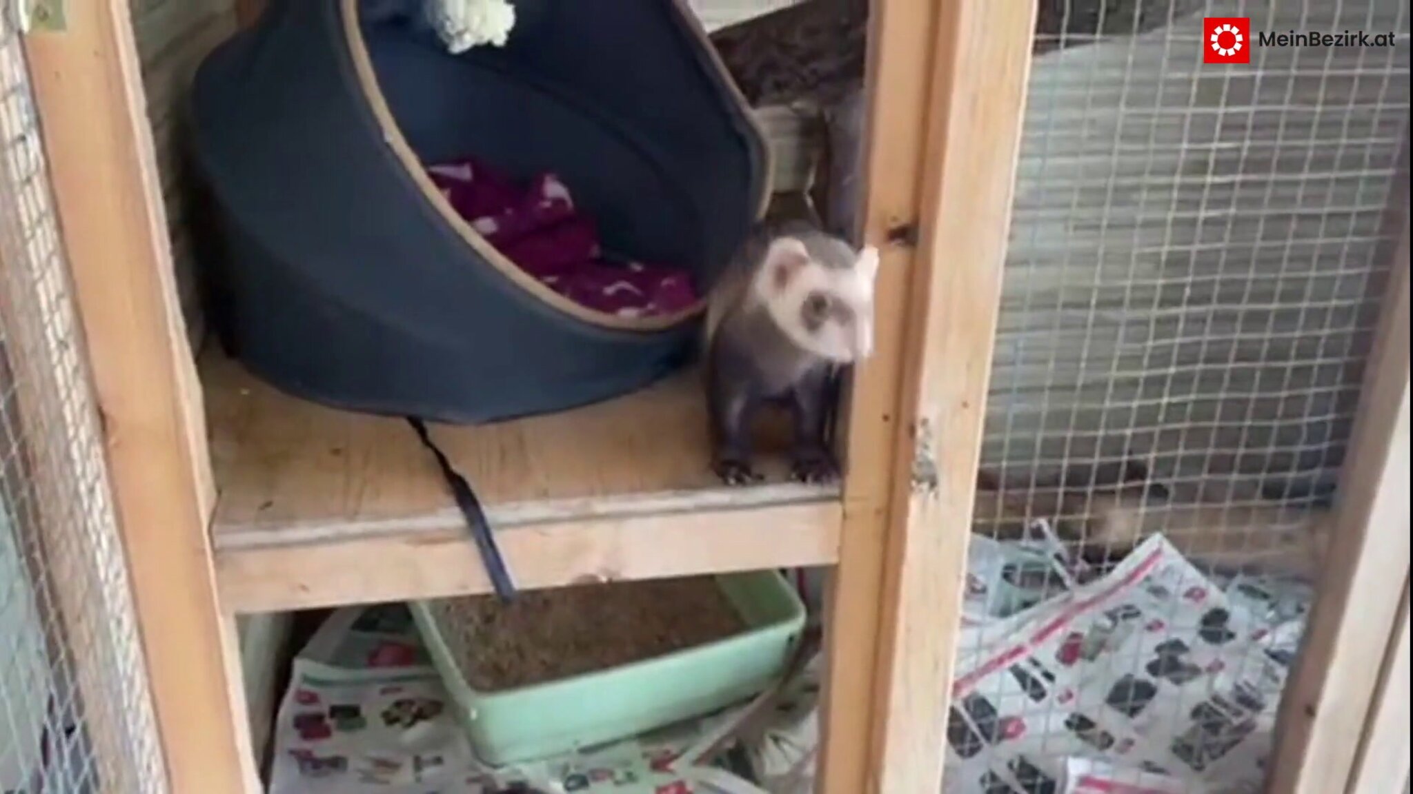 Ternitzer Tierheim-Tiere im Video: Frettchen Lili sucht einen Platz ...