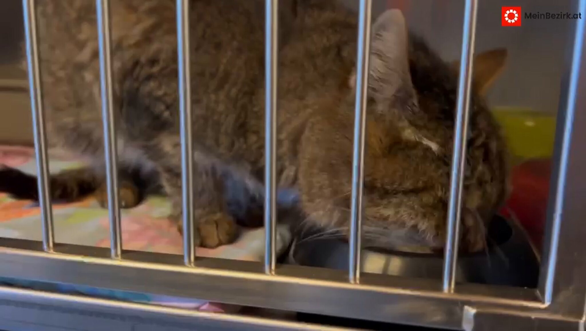 Tiere suchen ein Zuhause: Tier der Woche - heute Hase Whoopi - Neunkirchen