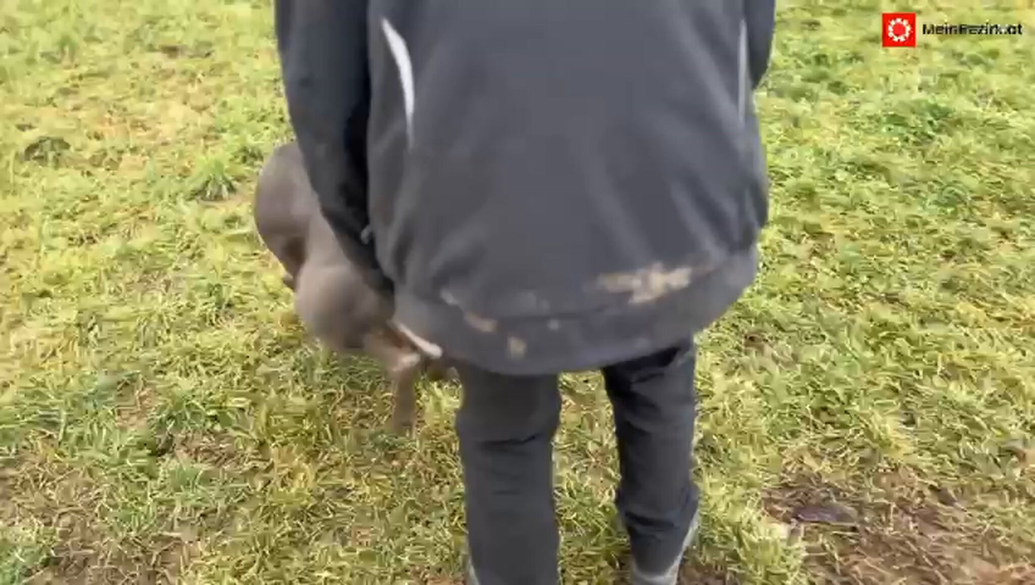 Tiere suchen ein Zuhause: Tier der Woche - heute Mexx - Neunkirchen