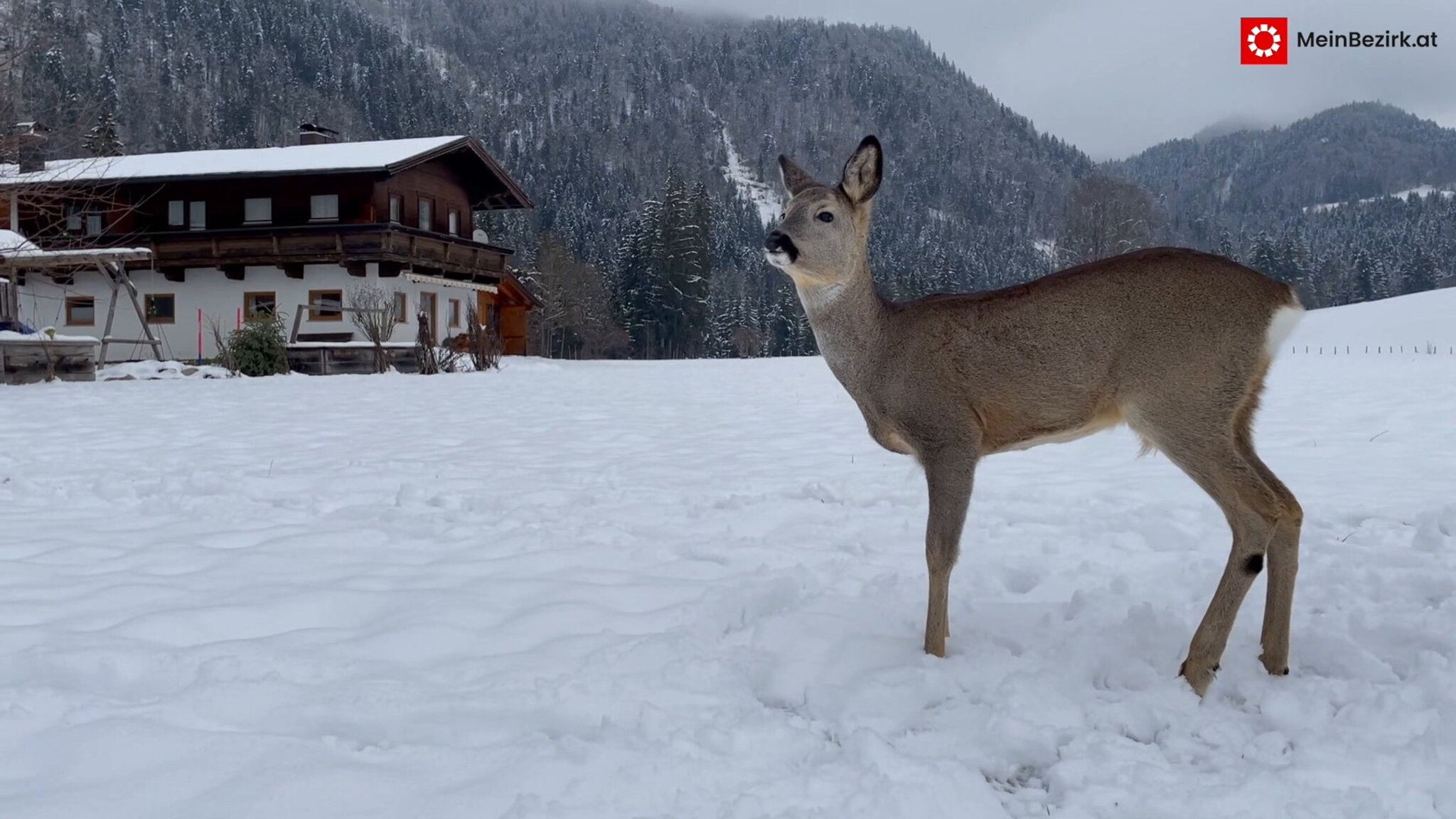 Rehbock Billy: "Bambi" als Haustier am Rainerhof in Kössen - Kitzbühel
