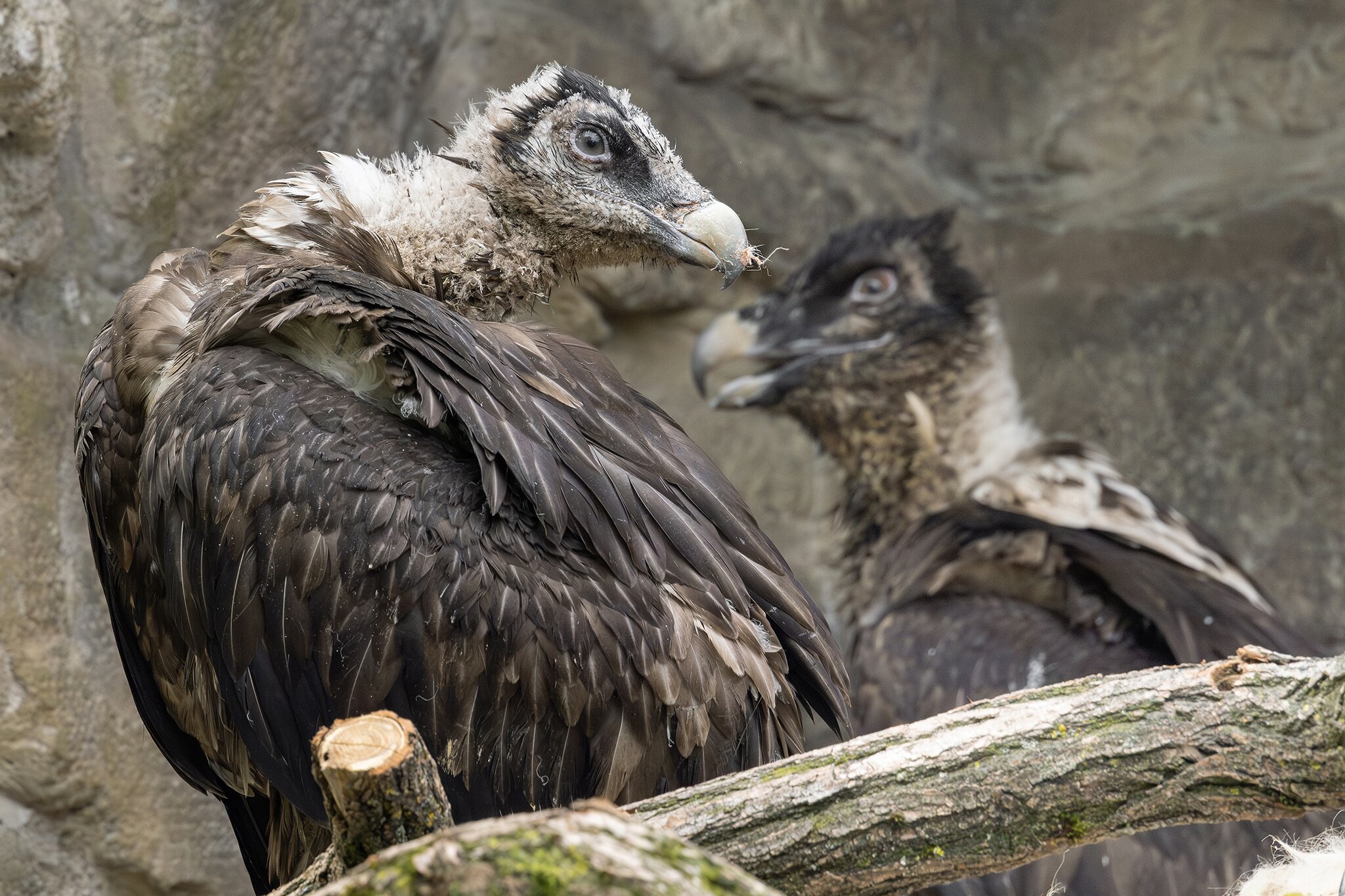 Neues Zuhause: Bartgeier-Pärchen zieht in den Tiergarten Schönbrunn ein ...
