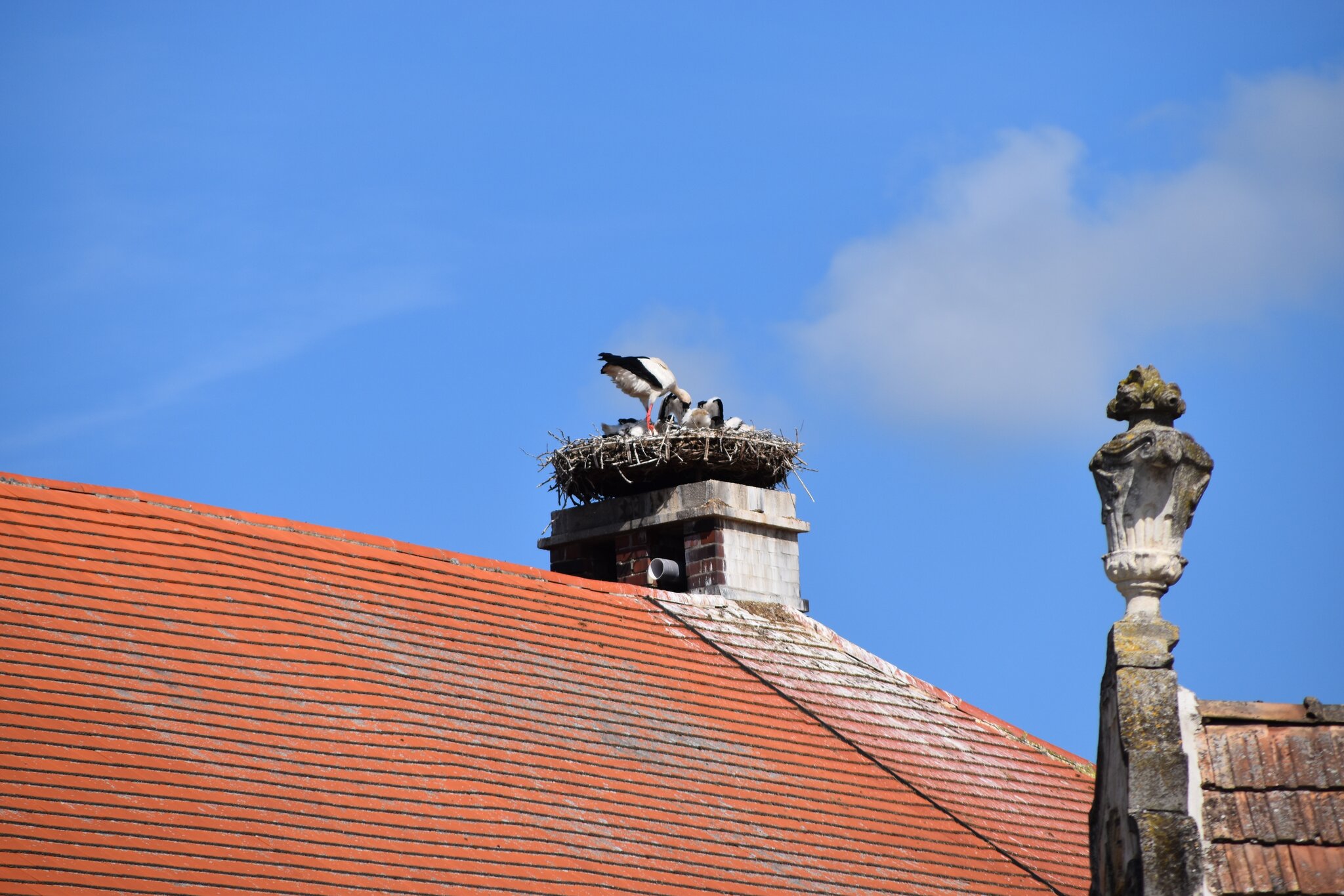 Rekordzahlen: Insgesamt 86 Storchenjunge klappern in Rust um die Wette ...