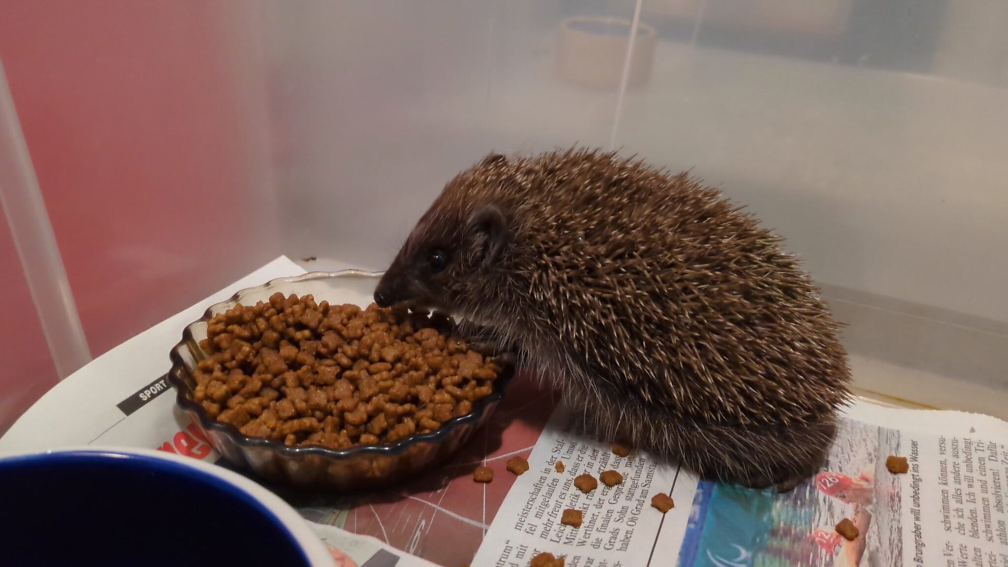 Infos zur richtigen Igelpflege: So helfen und schützen wir Igel in der ...