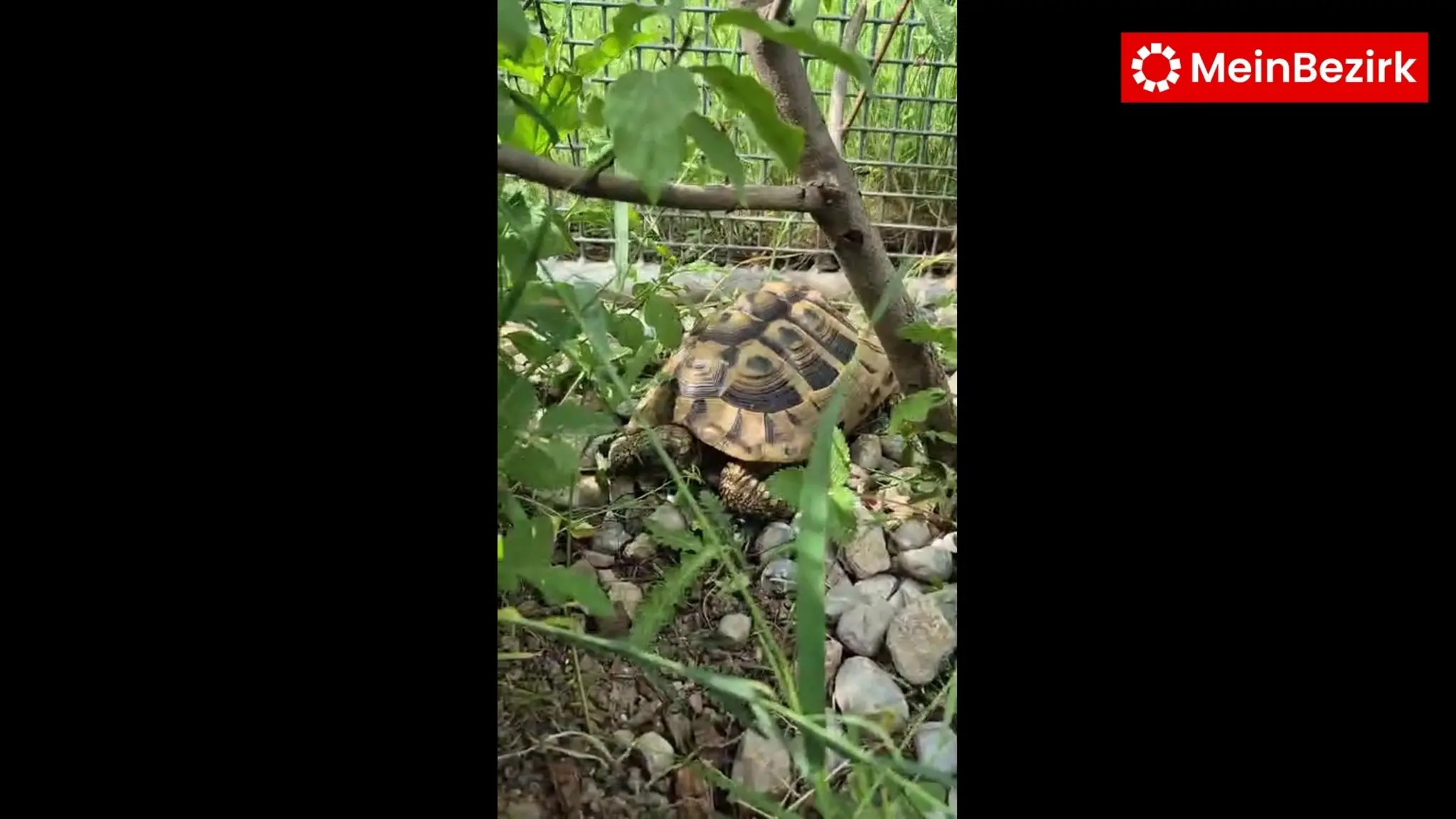 Tierheim Ternitz: Die Schildkröten Armin und Fred freuen sich auf dein ...